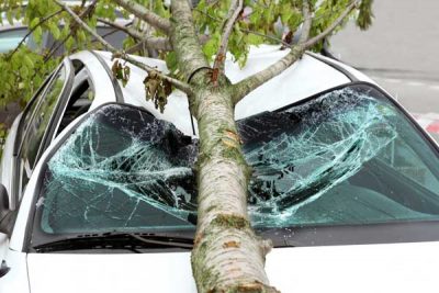 A tree fell on my car. Who is responsiable?